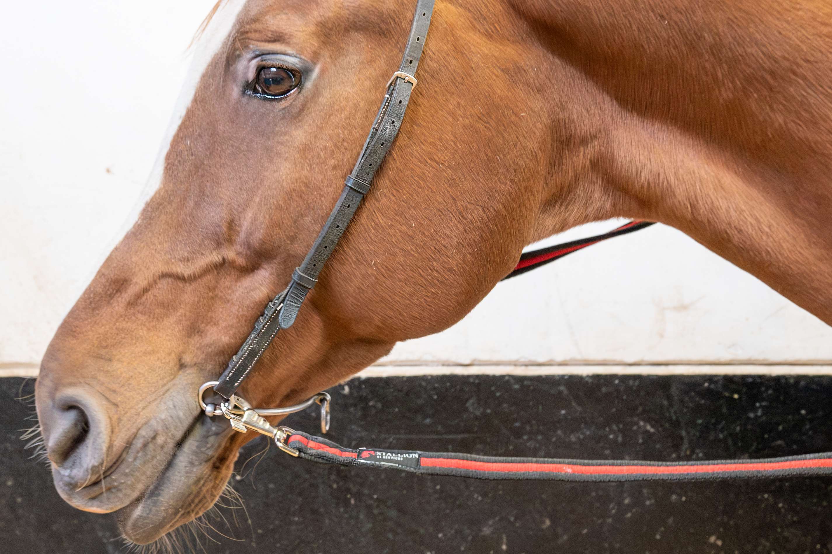 Stallion Collection Reins