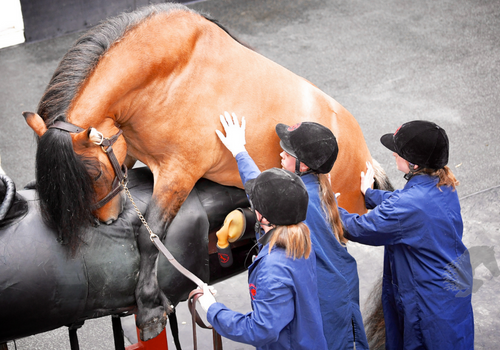 Home - Stallion AI Services