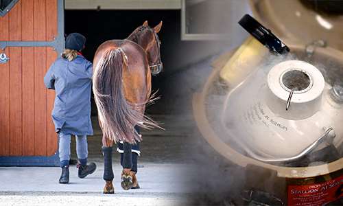 Home - Stallion AI Services