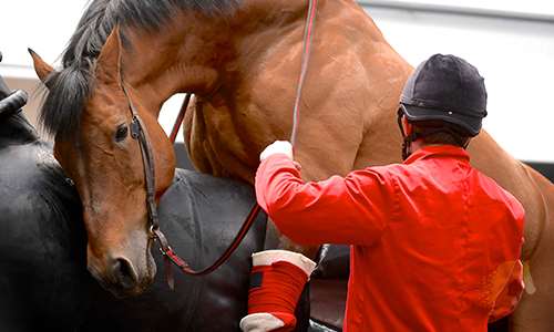 Semen Collection Course