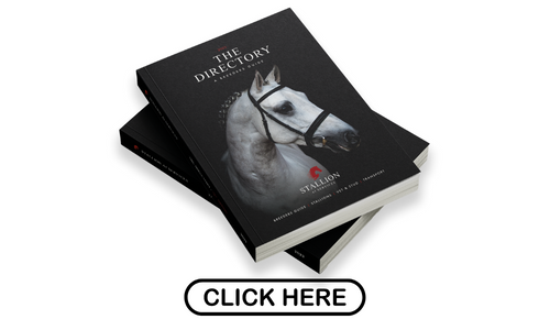 Home - Stallion AI Services