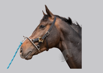 Help me remember what this is called | The Horse Forum