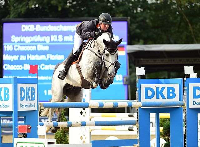 Chacoon Blue Stallion