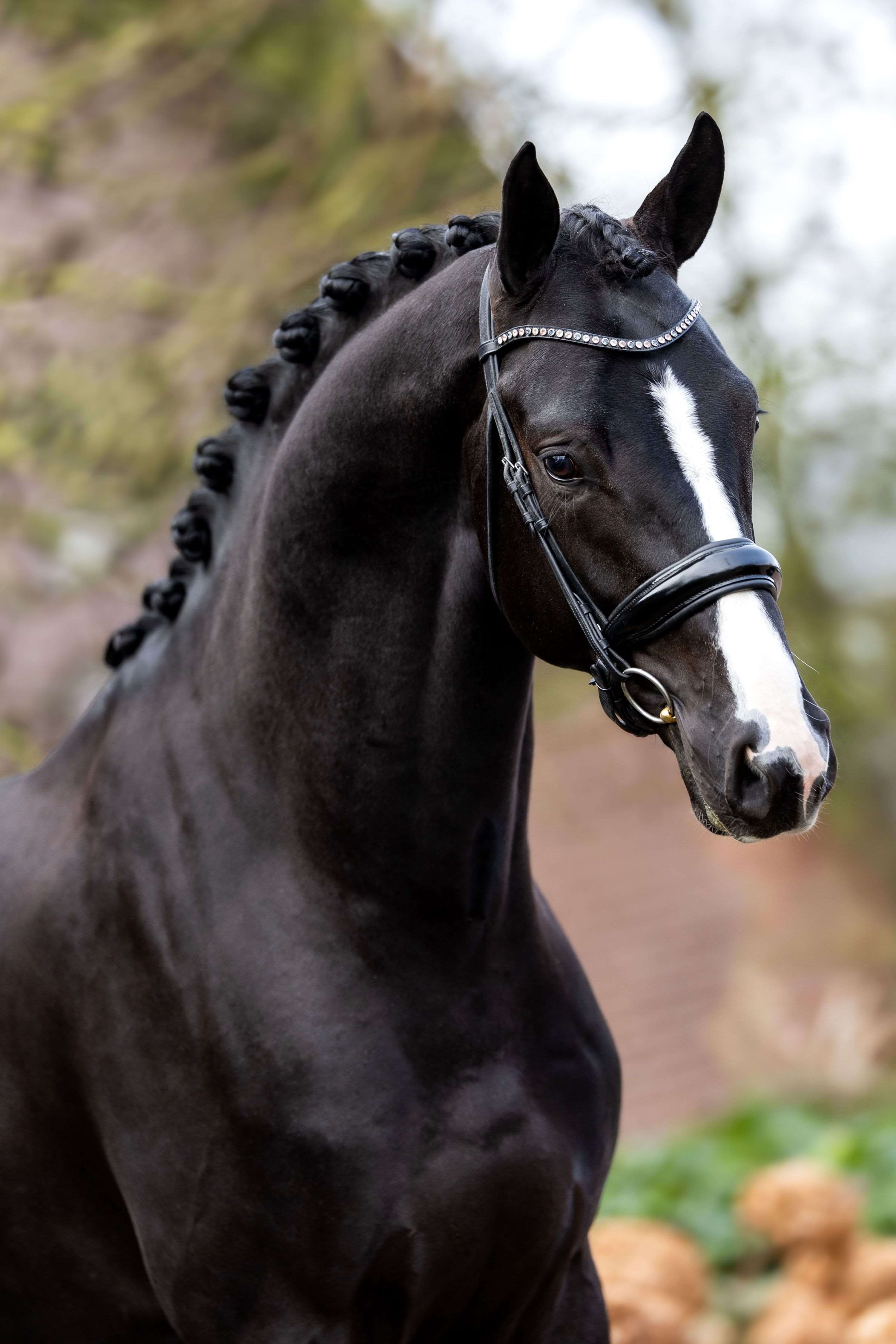 Royal Dynamic Stallion