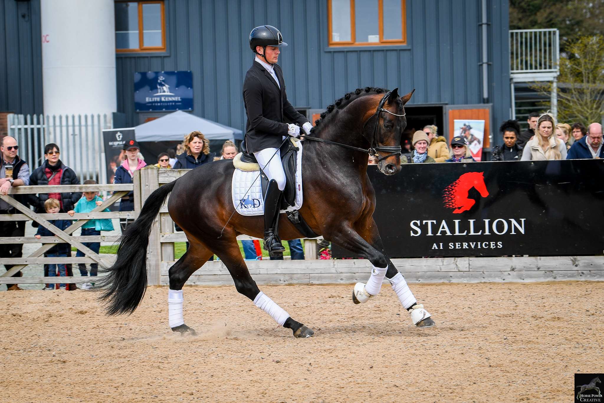 Lord Gregory Stallion