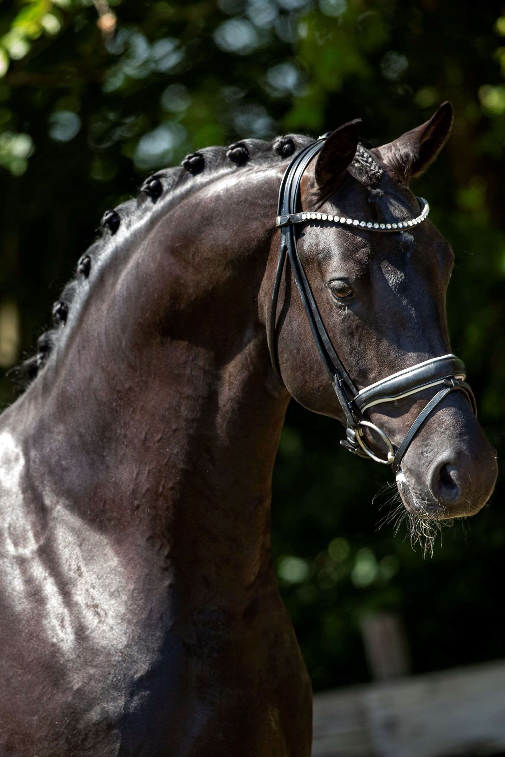 Kjento Stallion