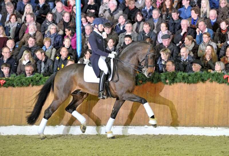 Fürst Romancier Stallion