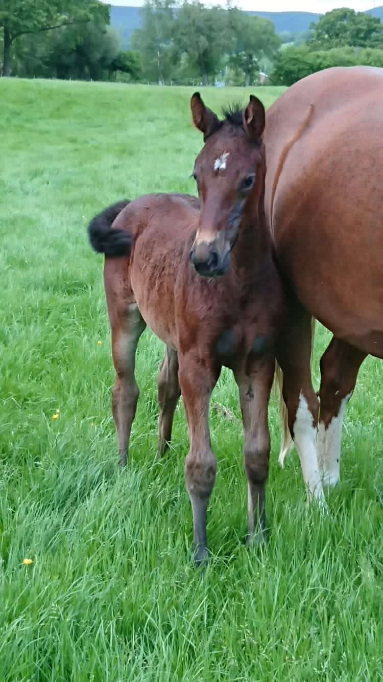 Just Special Stallion