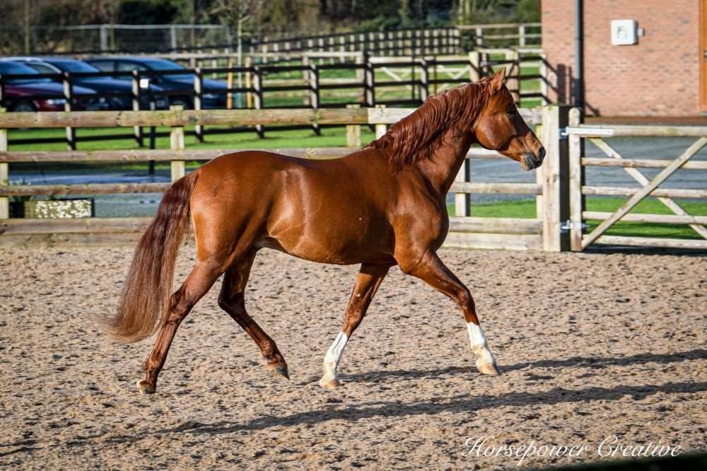 Eclipse CES Stallion