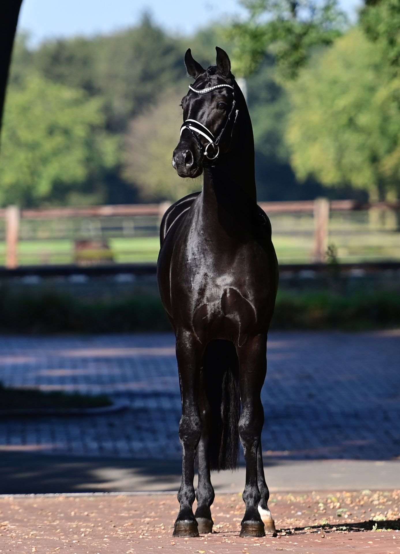 First Magic Stallion