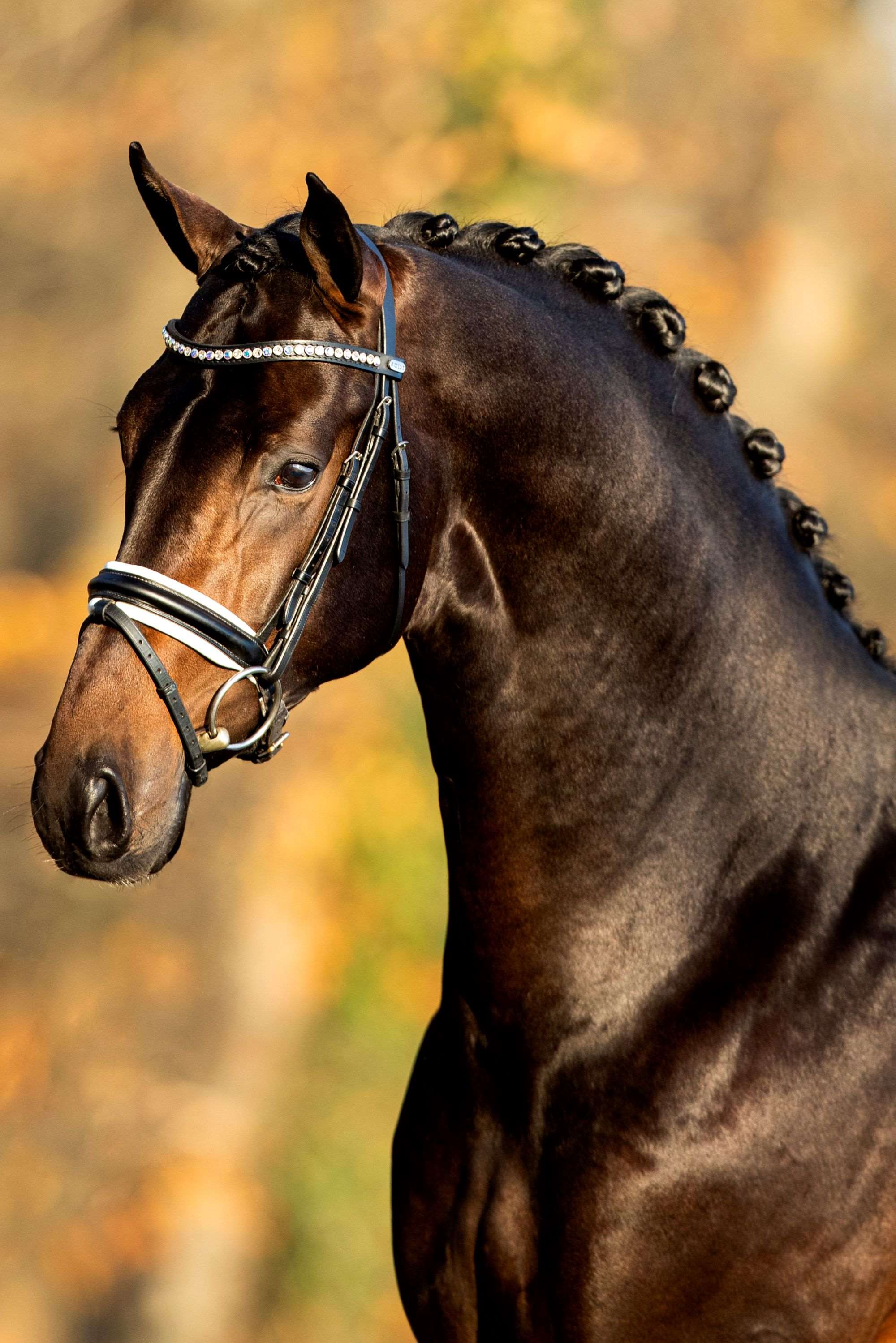 Merlot VDL Stallion