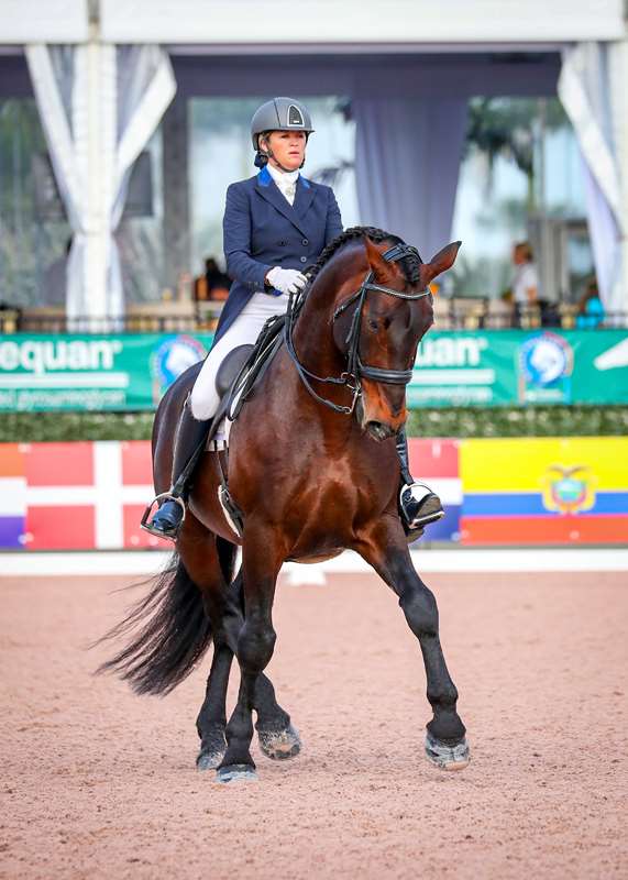 Steeped in Luck Stallion