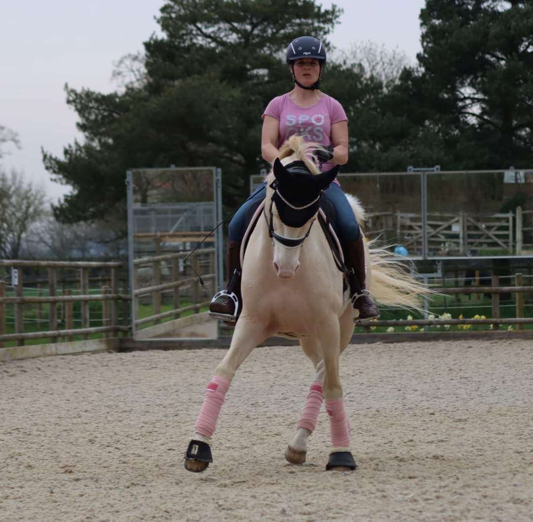 Multicouture Stallion