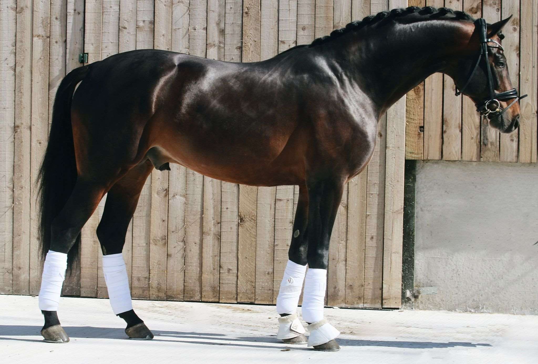 Lord Gregory Stallion