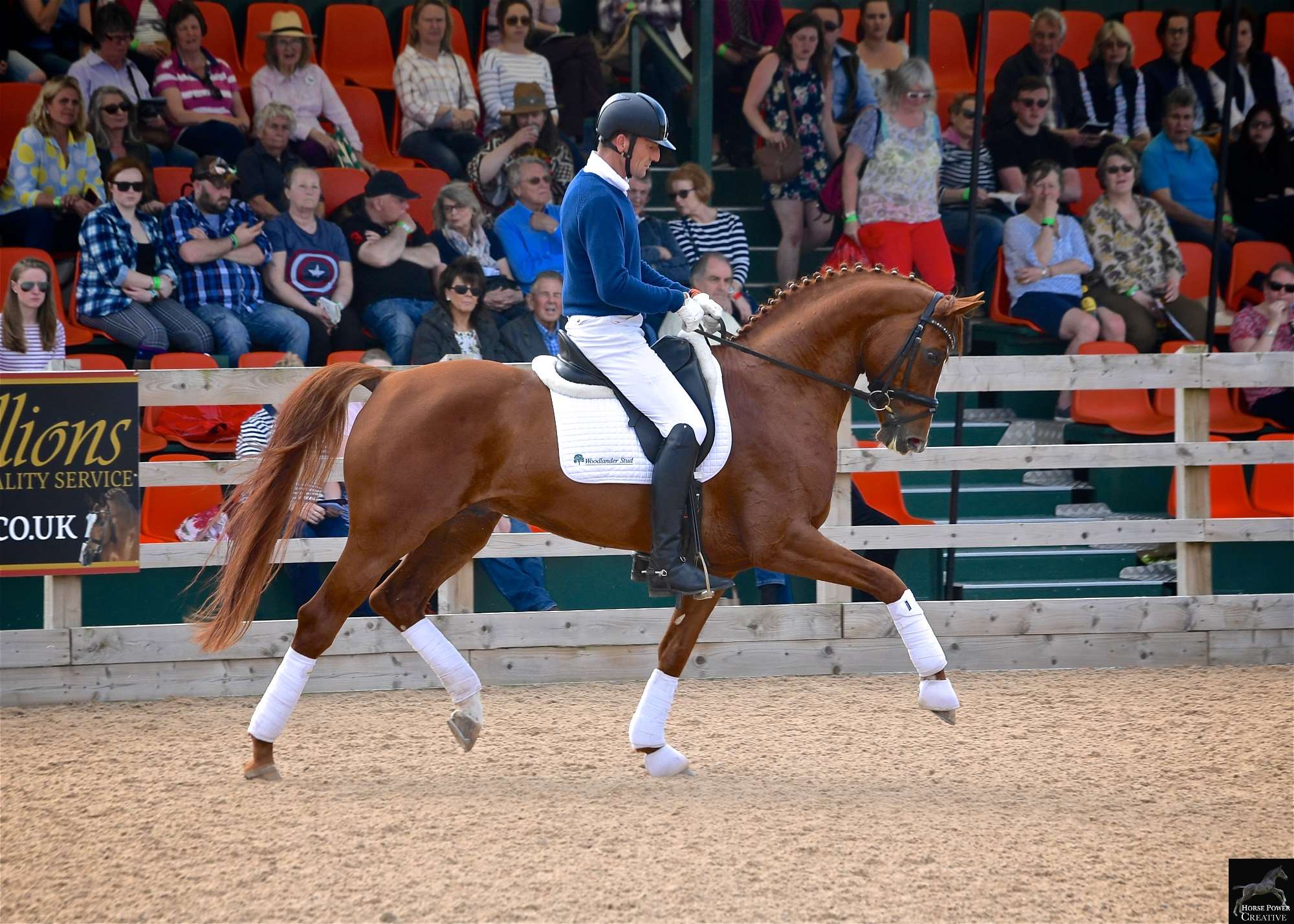 Woodlander Wild Child Stallion