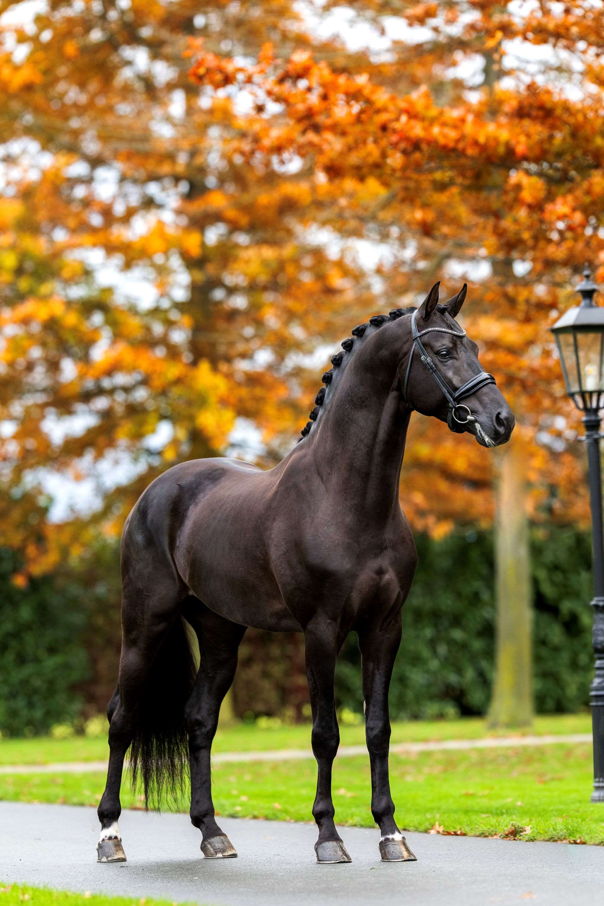 One Million Stallion