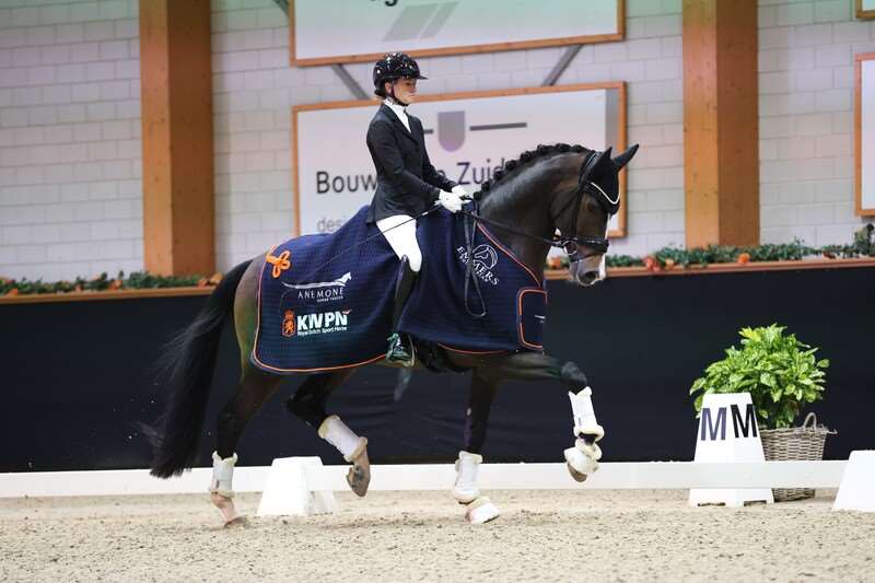 Real Dream Stallion