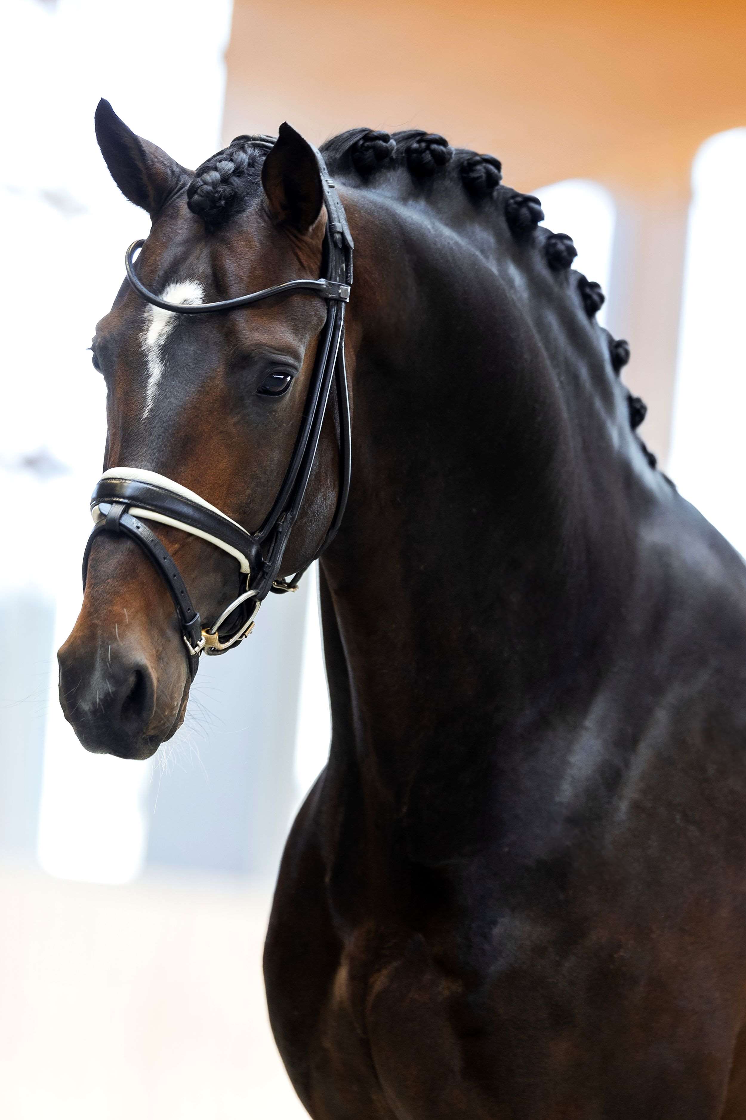 Blue Hors Santiano Stallion