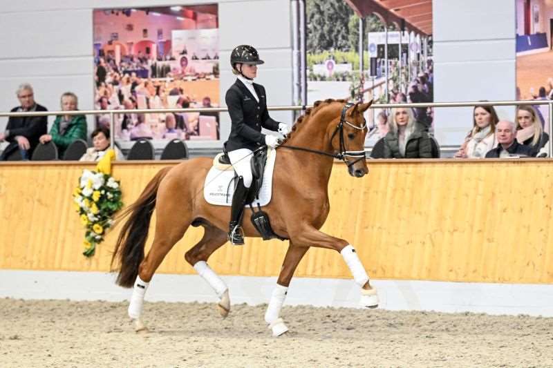 Daan G Stallion