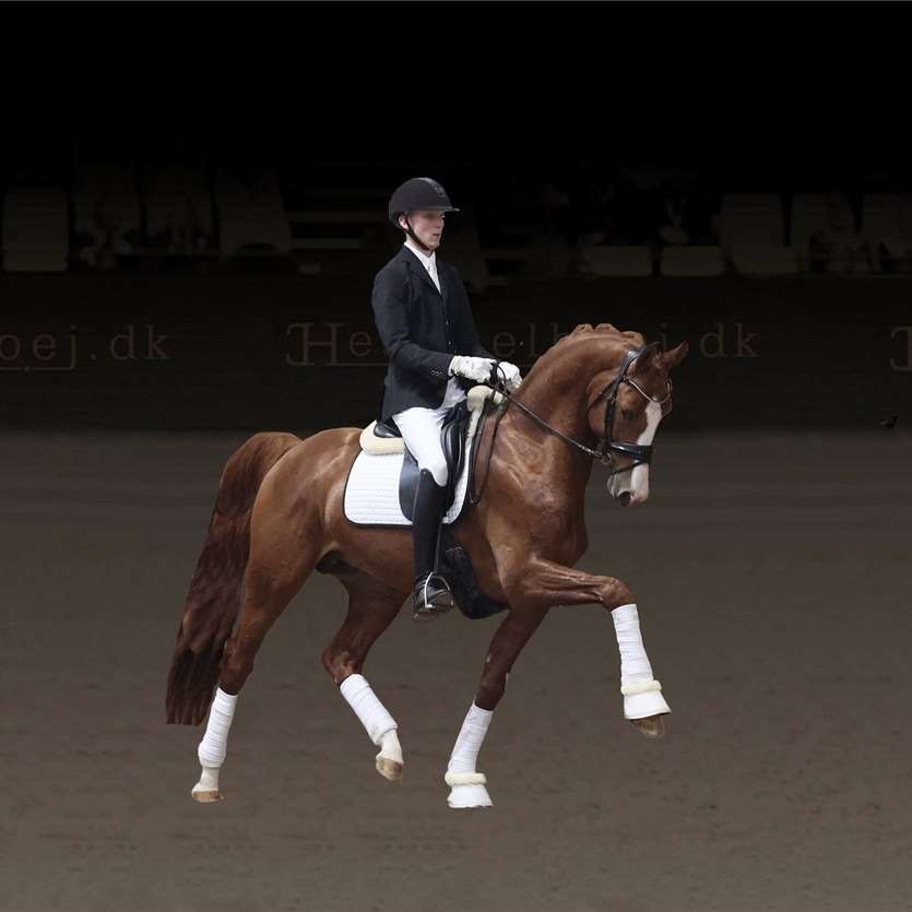 Hesselhoej Donkey Boss Stallion