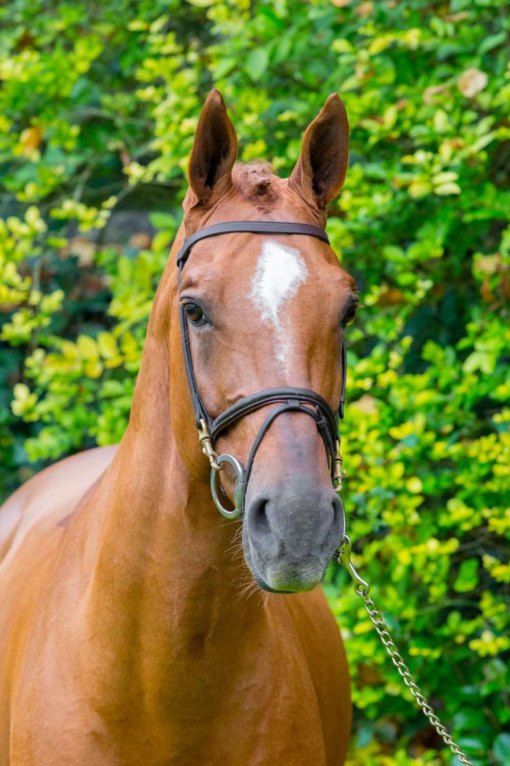 Golden Hawk Stallion