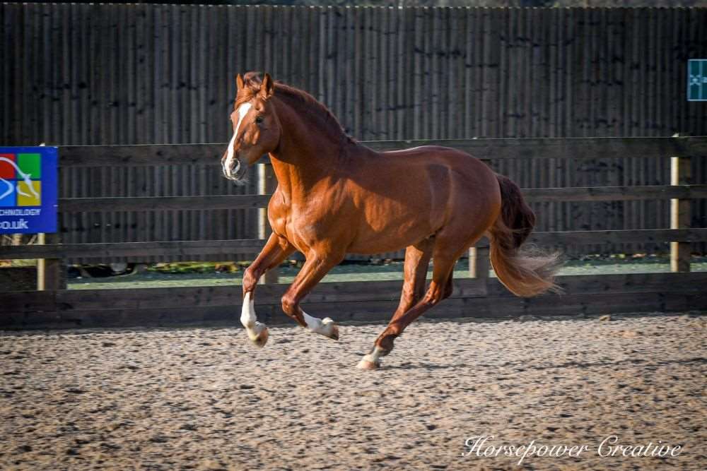 Eclipse CES Stallion