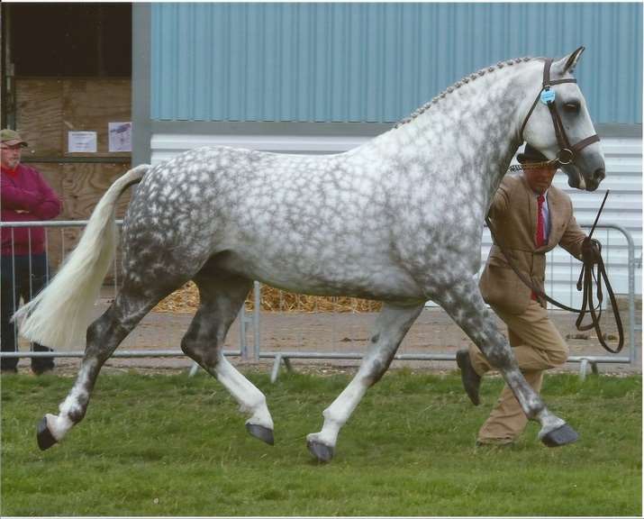 Silver Wind Twister Stallion
