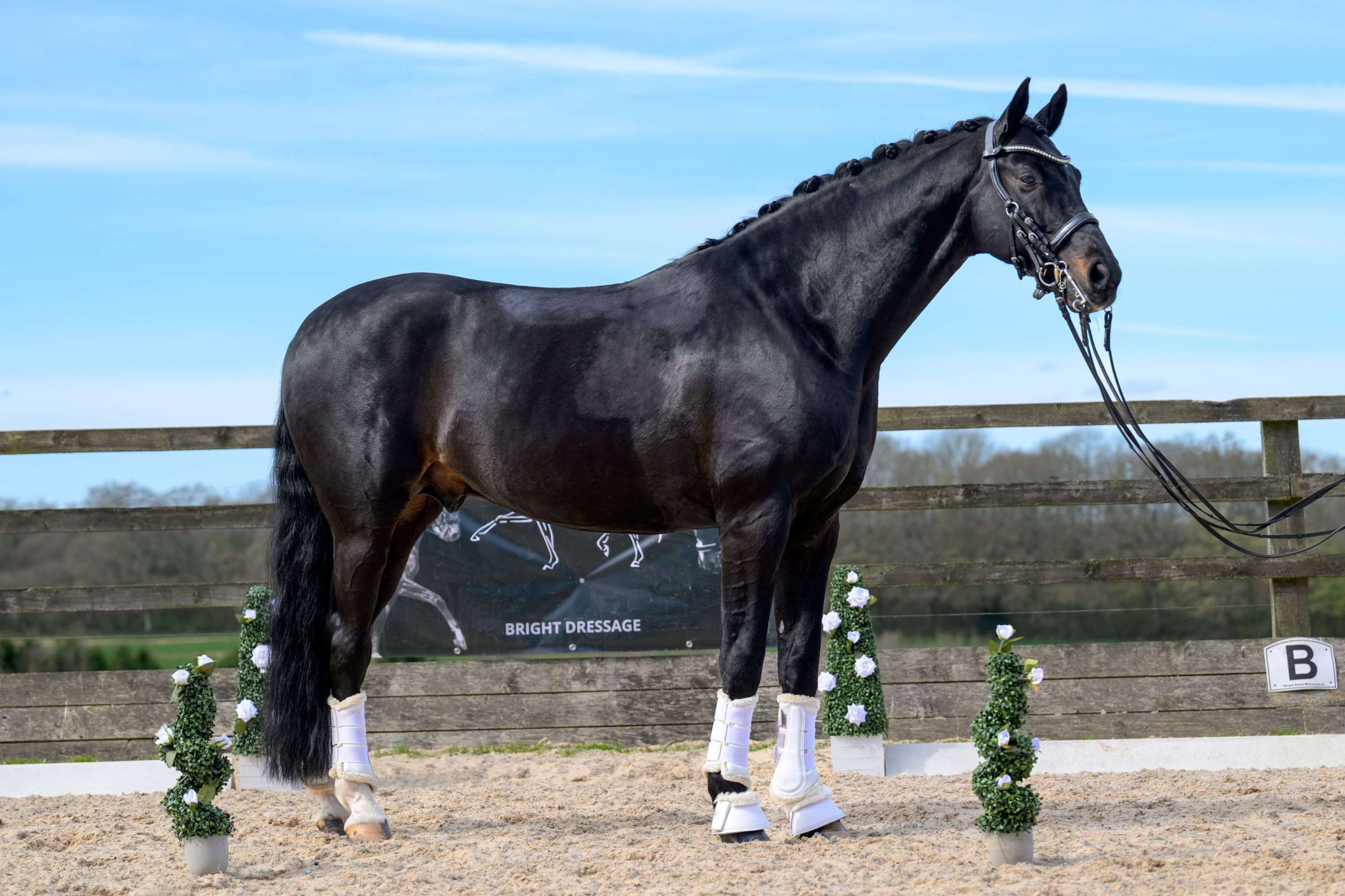 Bulgari Dream Stallion