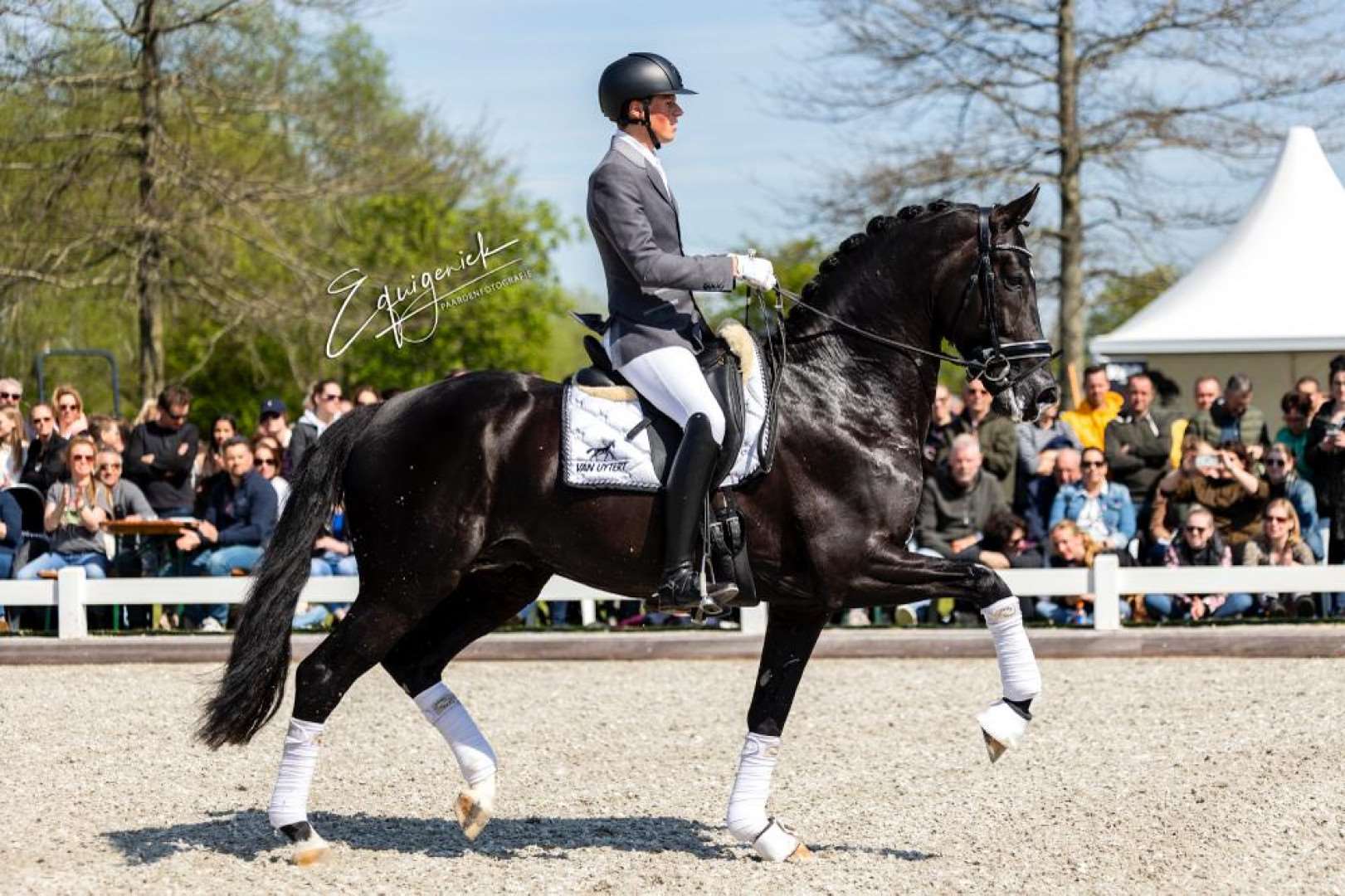 Nordic Blue Hors - Stallion AI Services - Van Uytert Heerewaarden