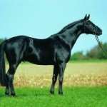 Rubicell Stallion