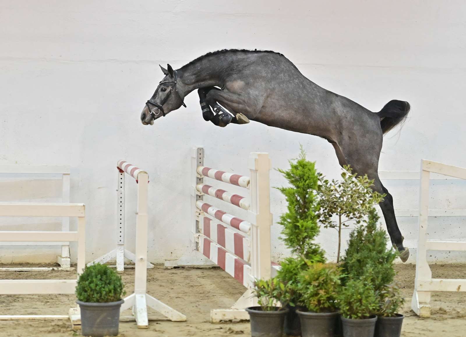 Chacoon Blue Stallion