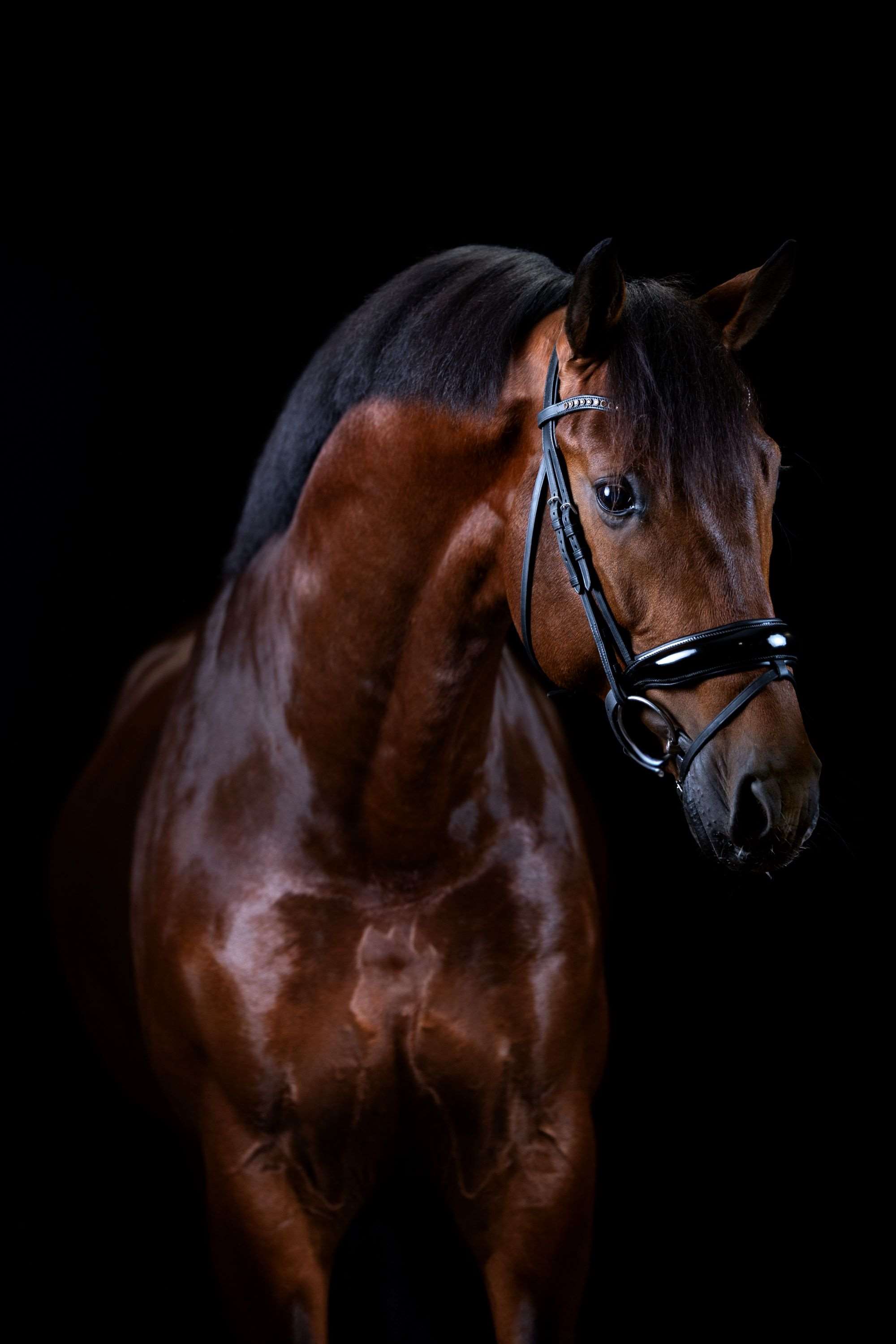 O'Toto Van De Wimphof Stallion