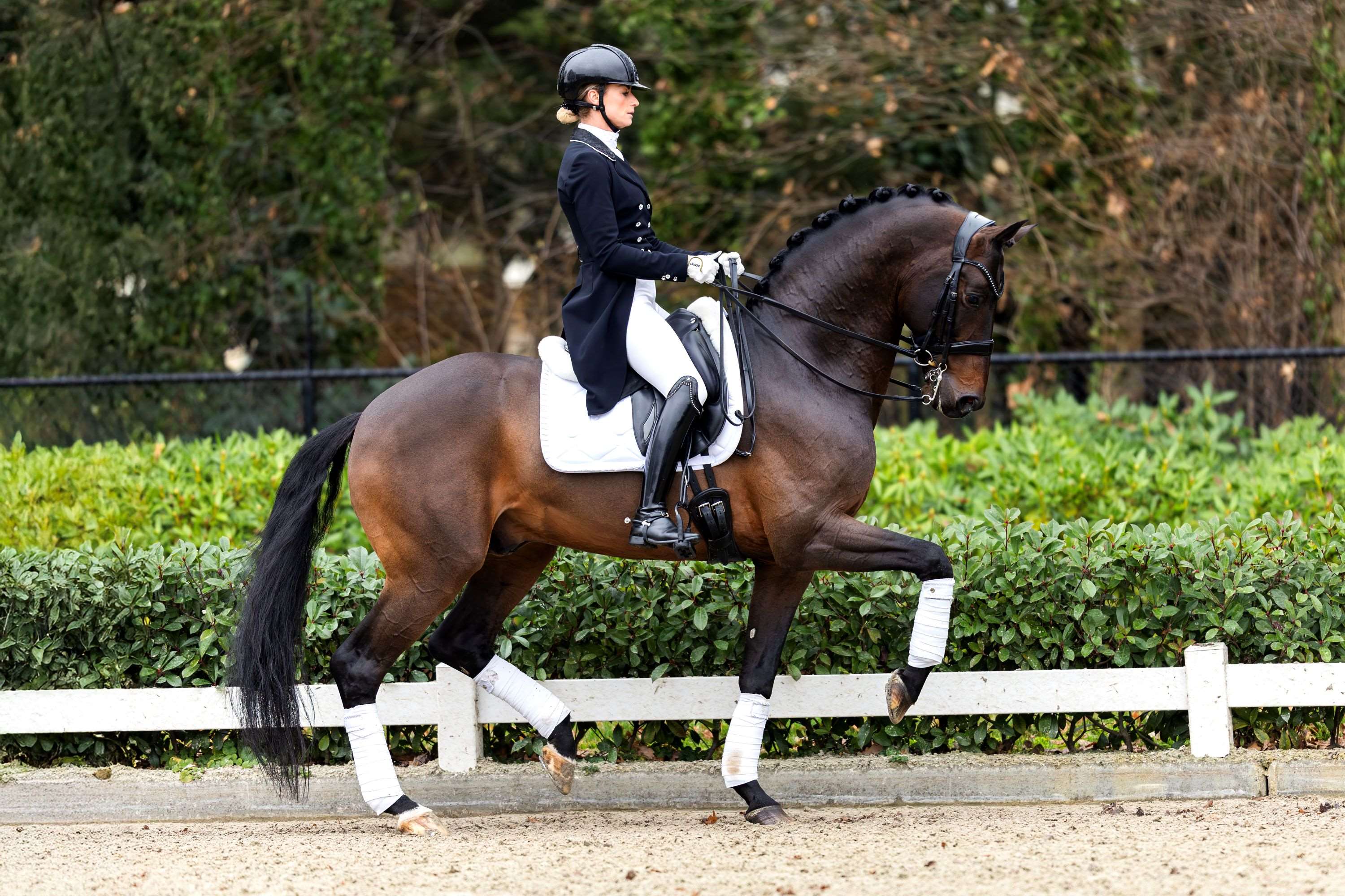 Merlot VDL Stallion