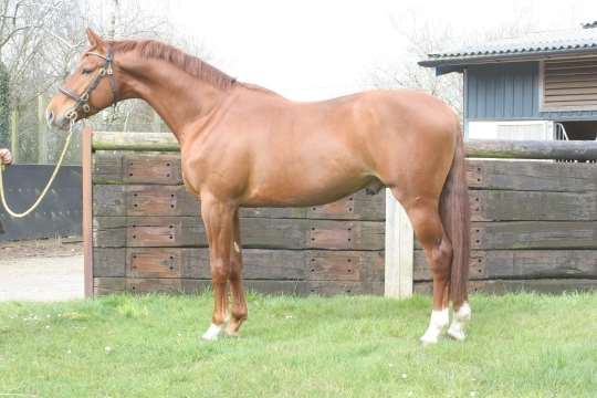 Wish Upon A Star Stallion