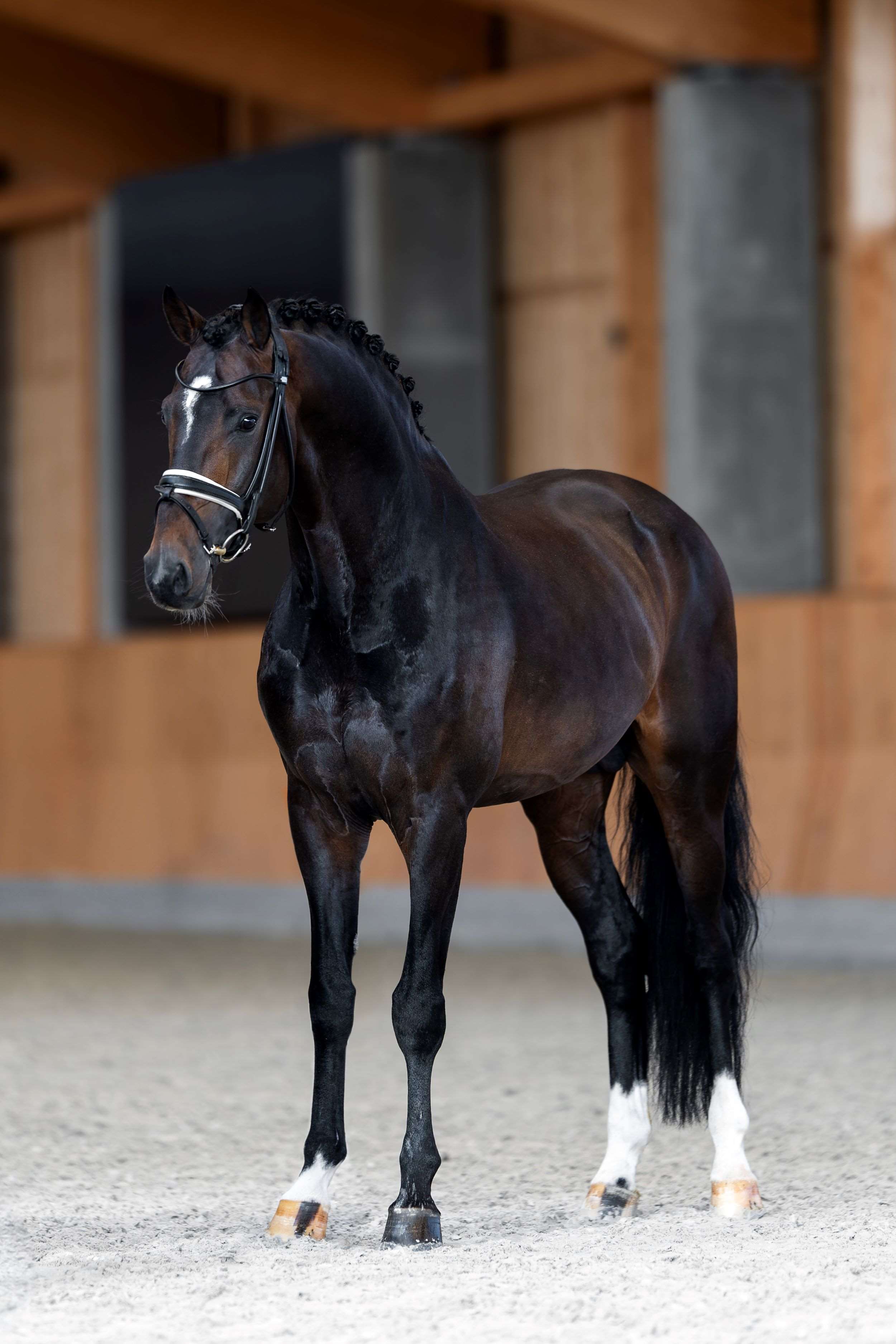 Blue Hors Santiano Stallion
