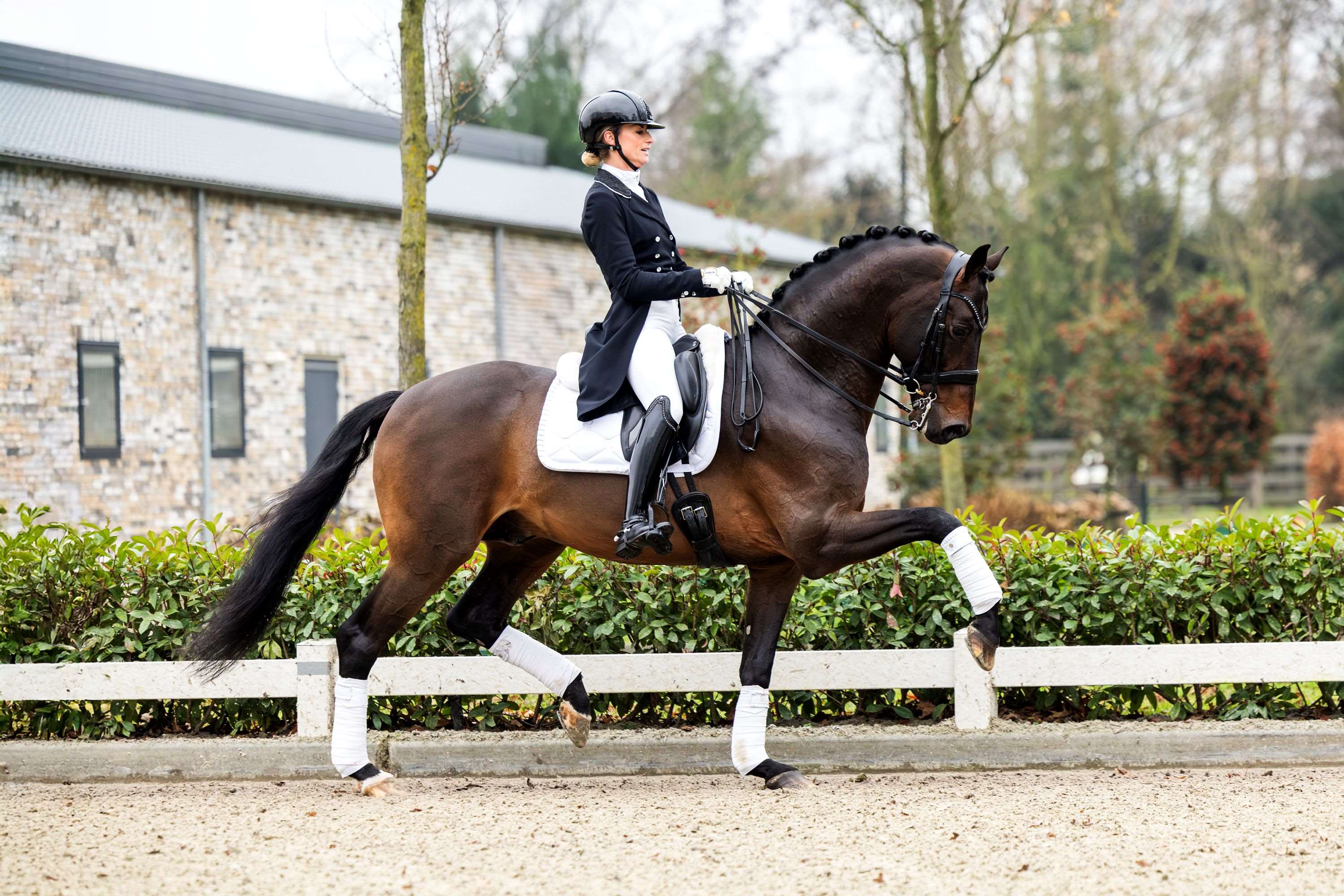 Merlot VDL Stallion