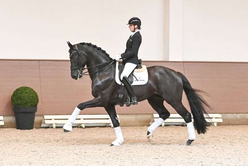 Lord Europe Stallion