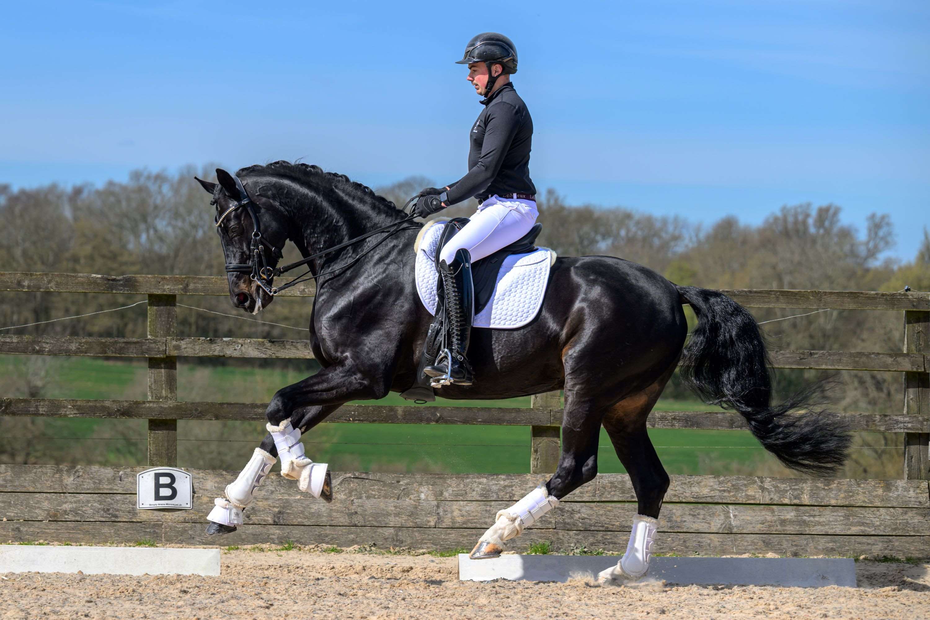 Bulgari Dream Stallion