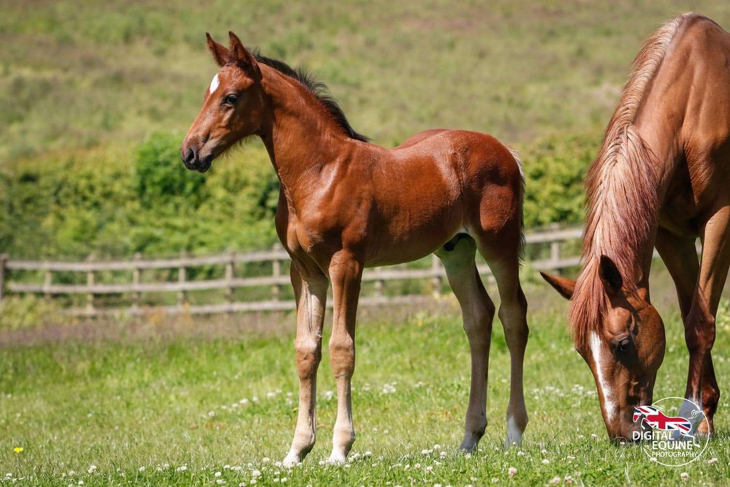 Nouma D'Auzay Stallion
