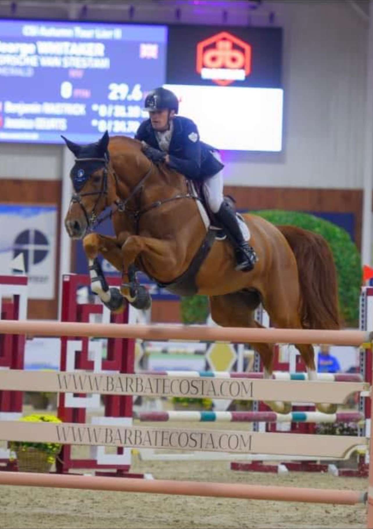 biography breeders elite approved young superstar showjumping stallion ...