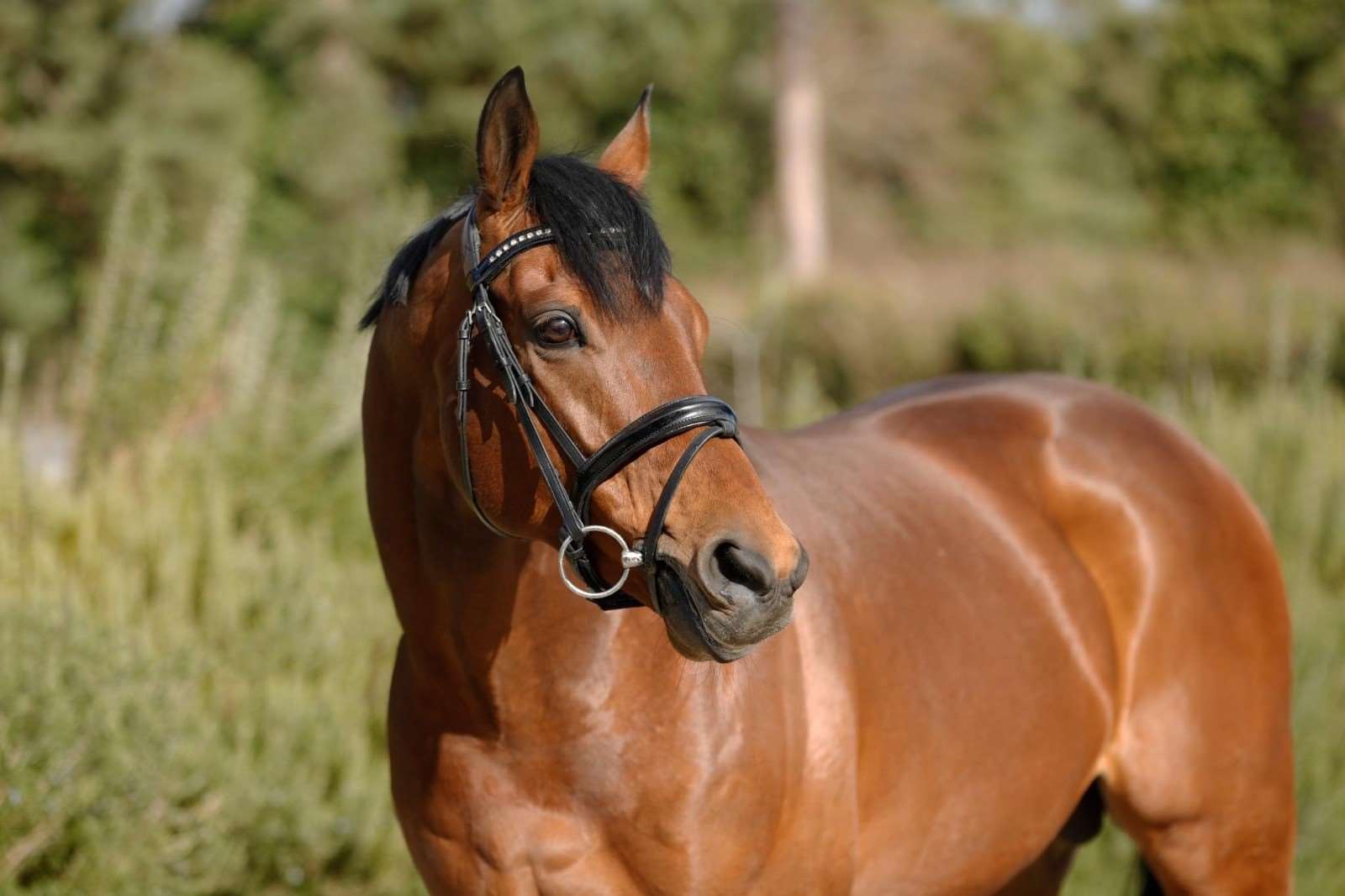 Mildenberger Stallion