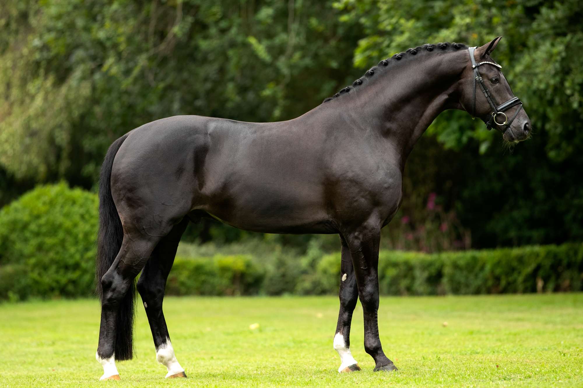 Kjento Stallion