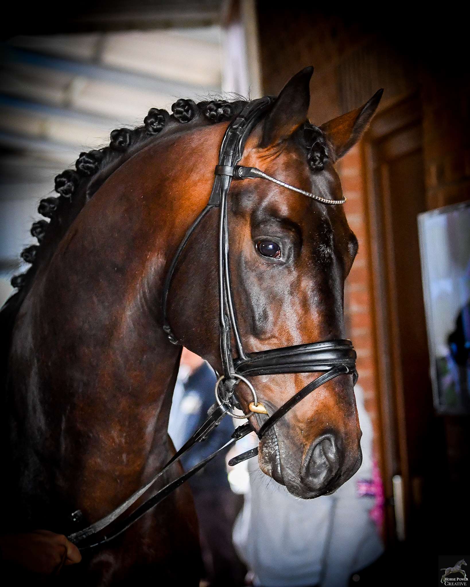 Lord Gregory Stallion