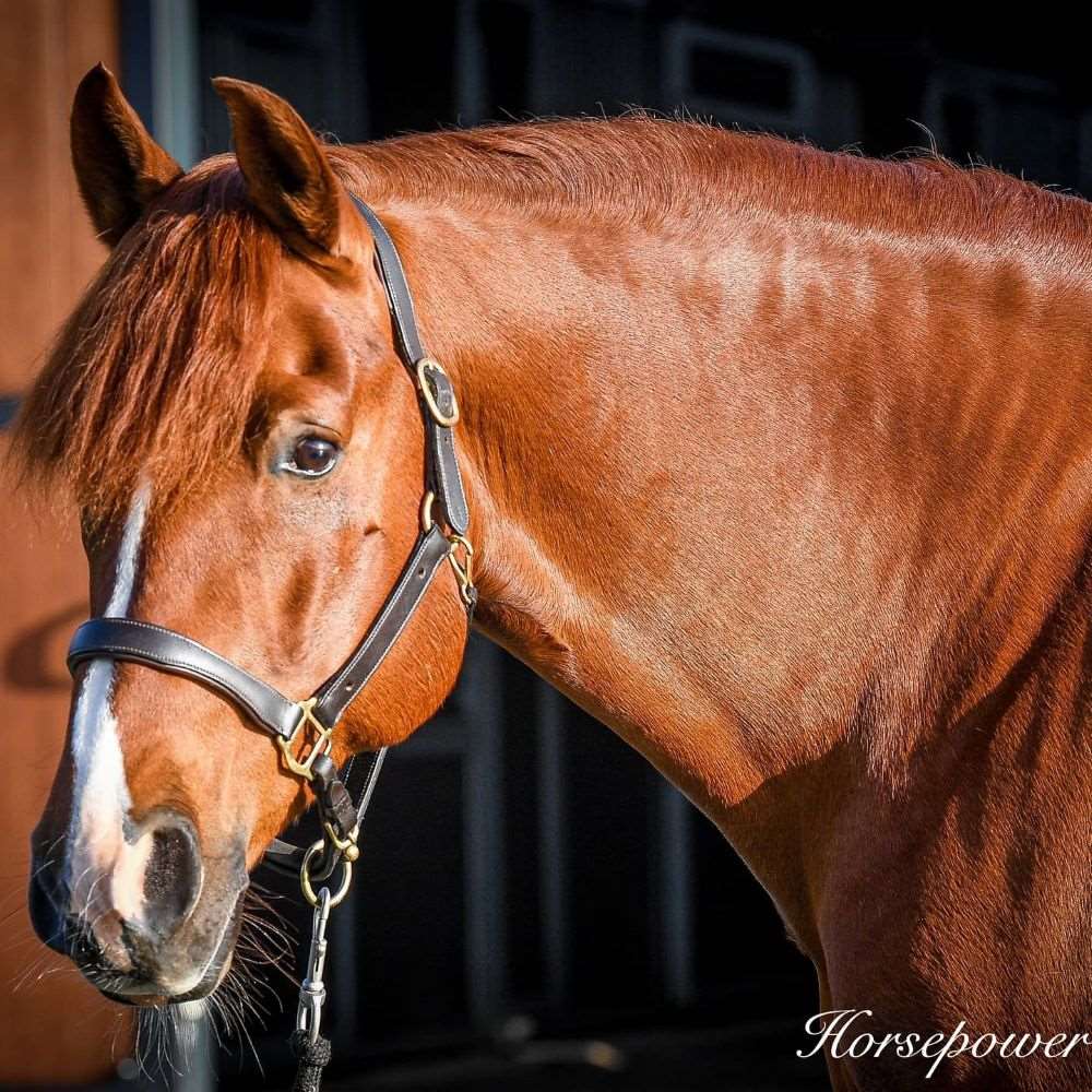 Eclipse CES Stallion