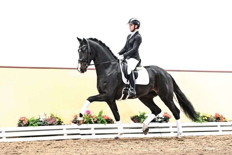Sebastino PS Stallion