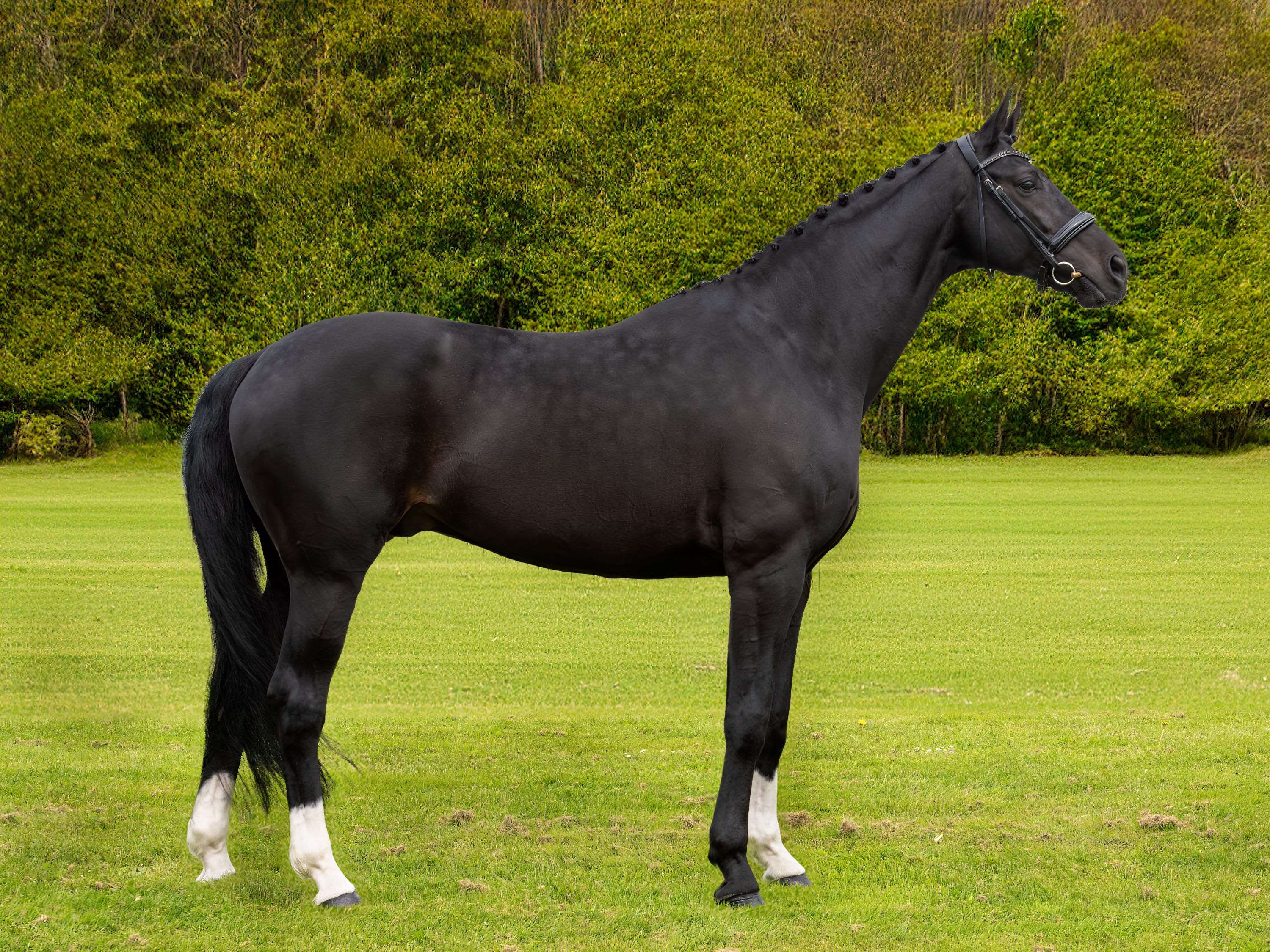 Bulgari Dream Stallion