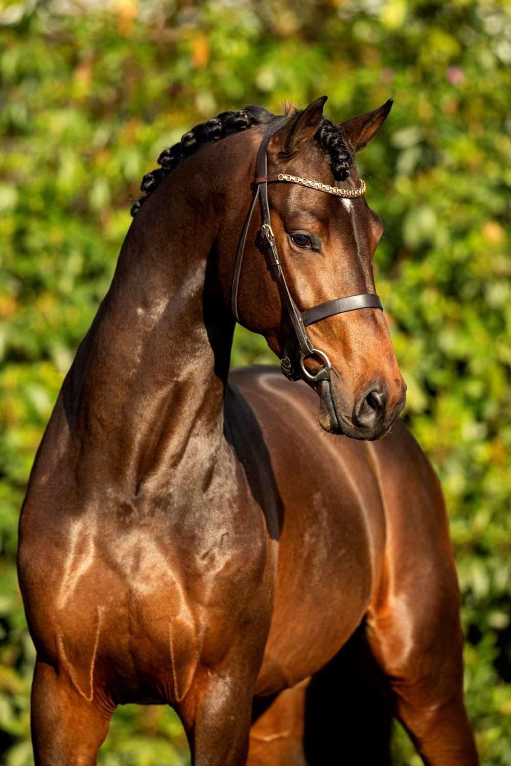 Love Connects Stallion