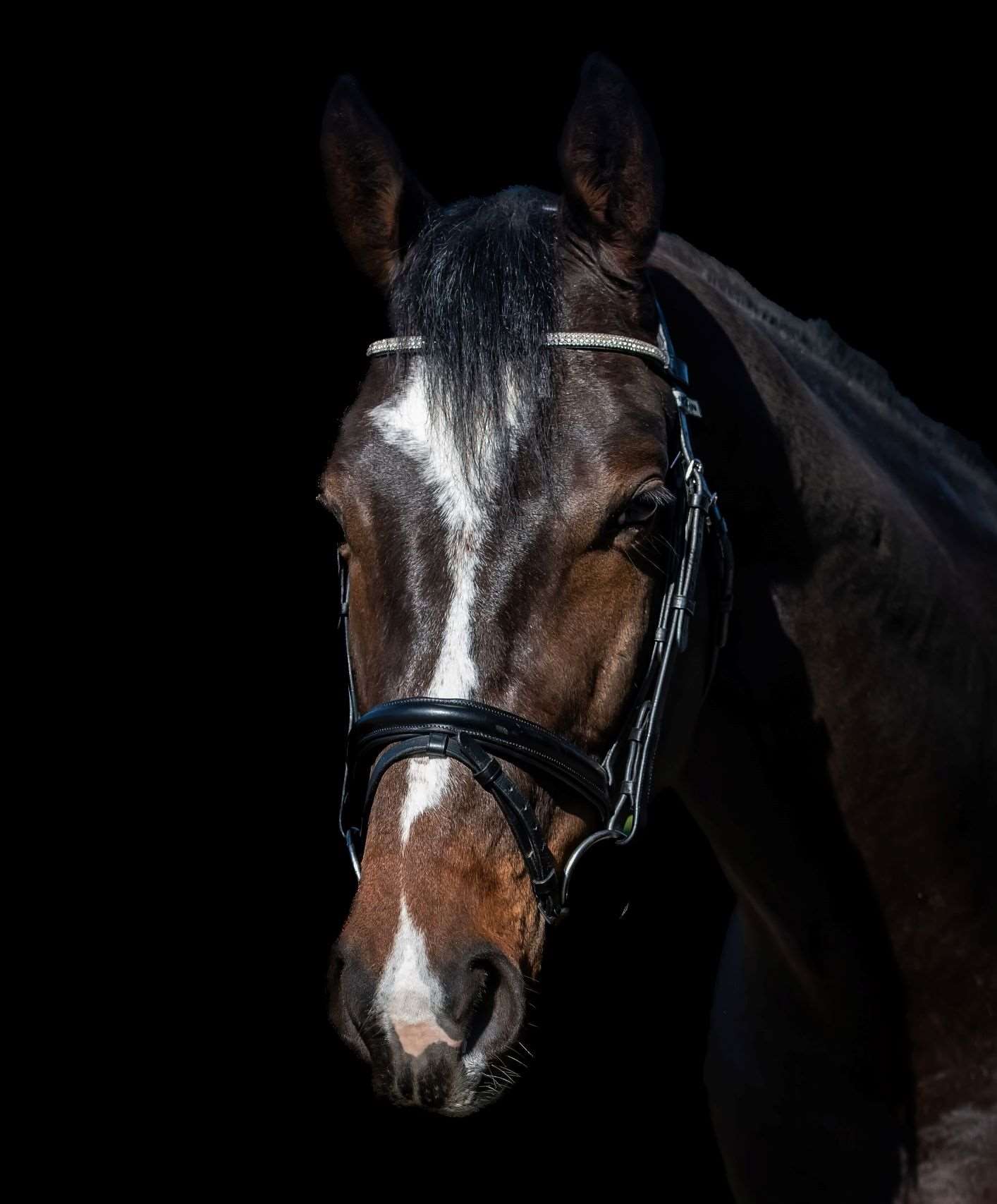 Whinning Hand - Stallion AI Services - Stallion AI Services Ltd