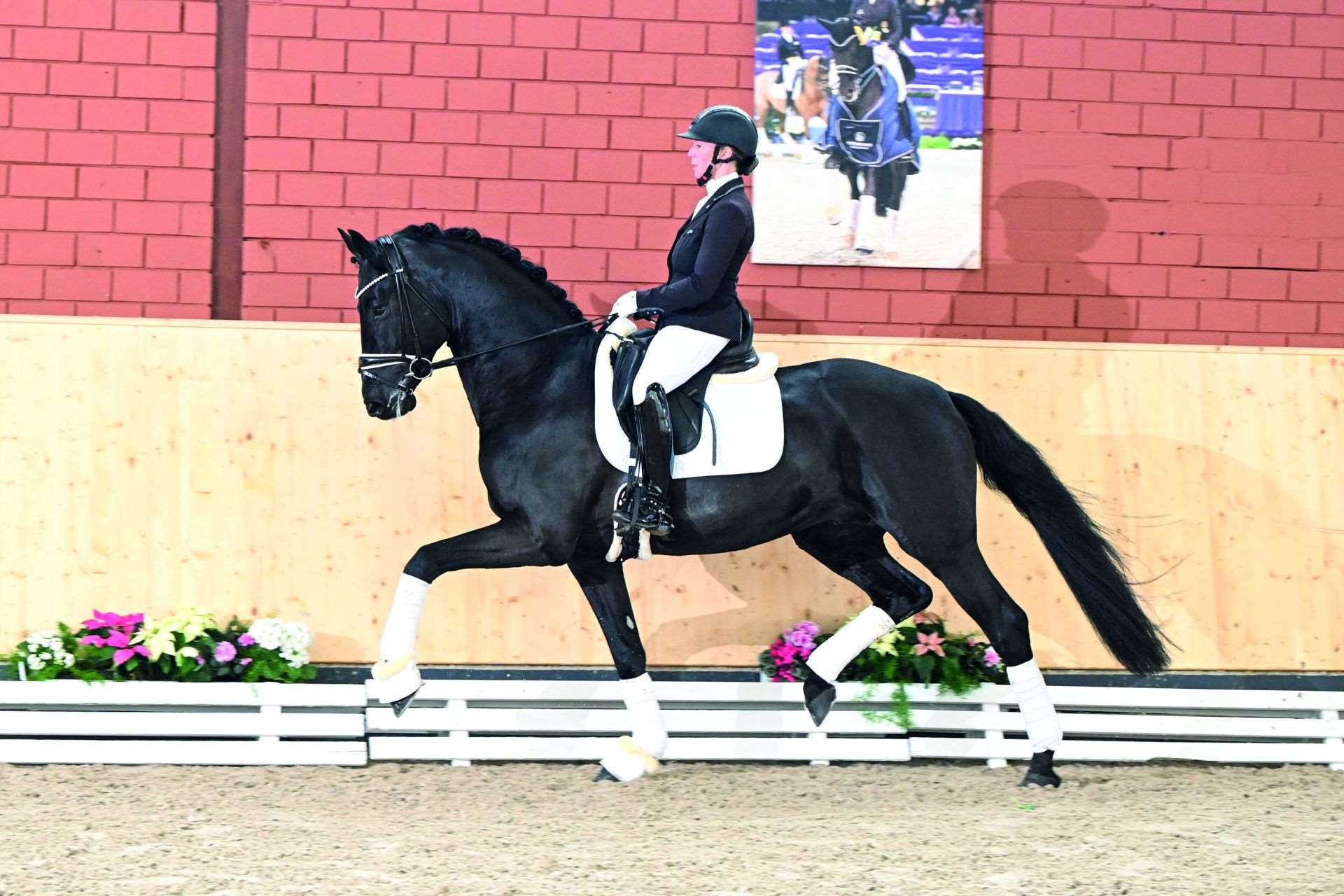 Iconic Diamond Stallion