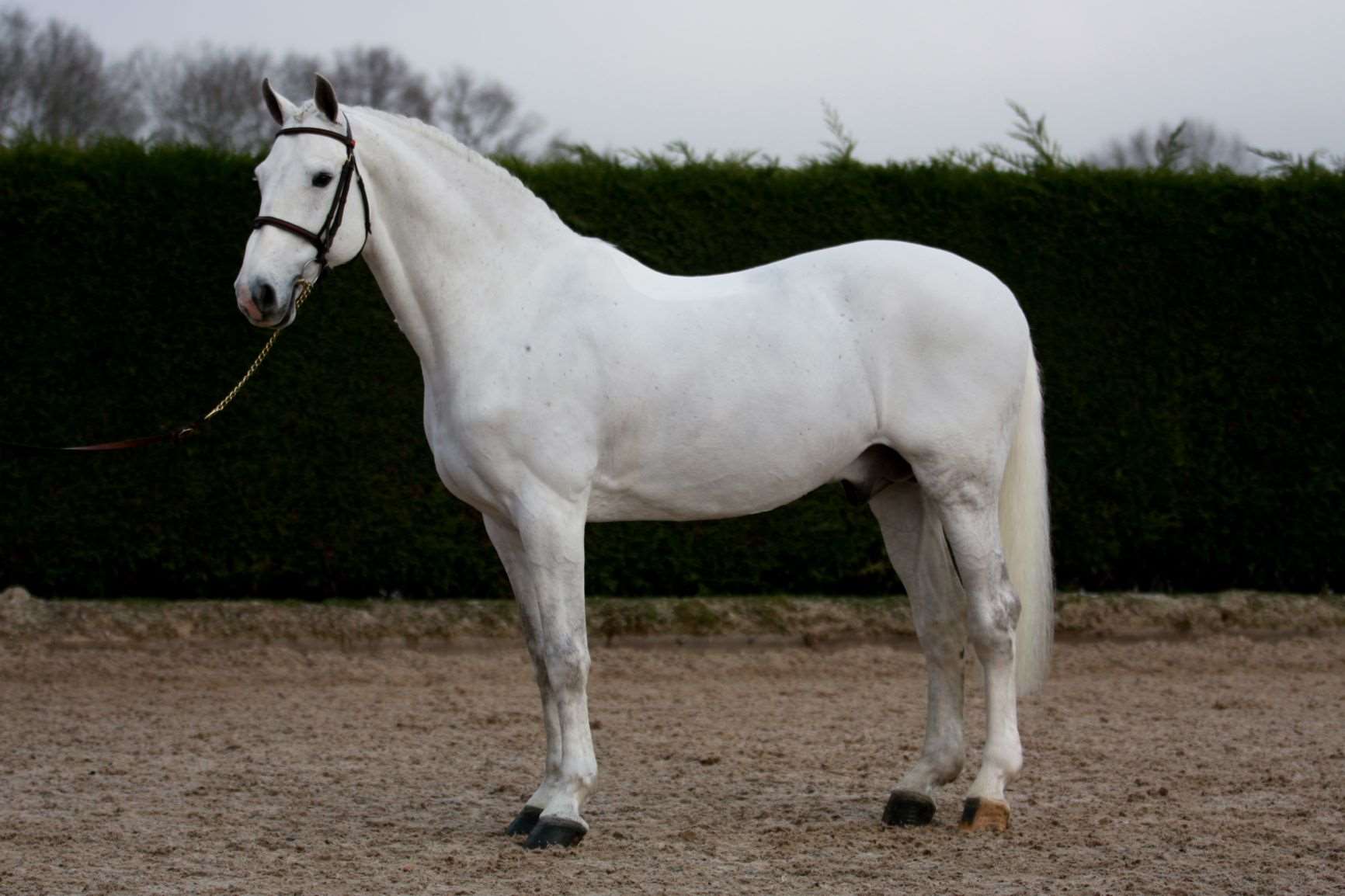 Cevin Z - Stallion AI Services - The Billy Stud